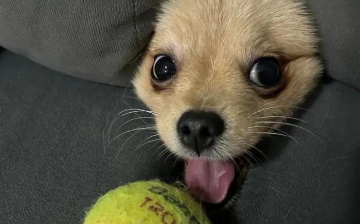 Dog brazuca disputa foto mais engraçada de pet | DIARINHO