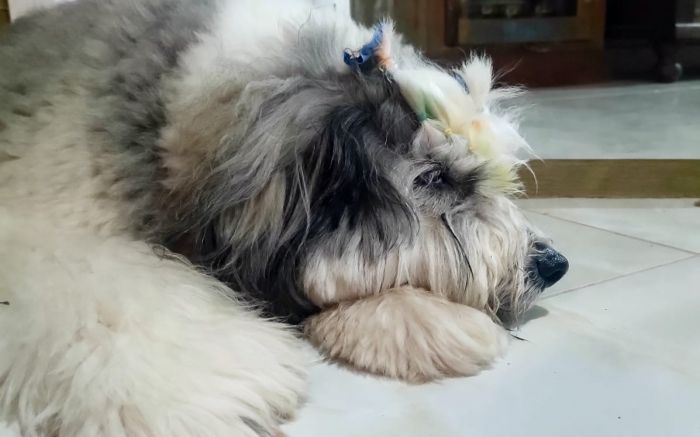 Mosquito da dengue pode ser fatal pros dogs | DIARINHO